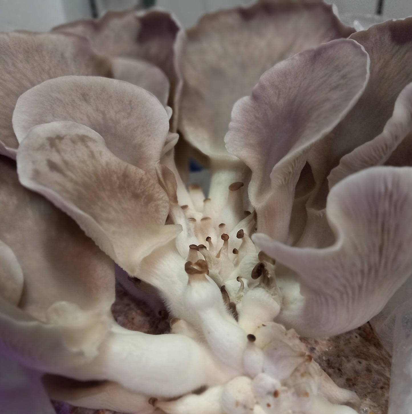 PHOENIX OYSTER | Pleurotus Pulmonarius – il fungo eclettico