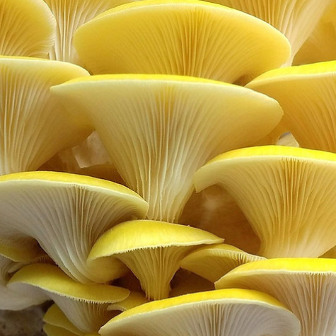 YELLOW OYSTER | Pleurotus Citrinopileatus – Il Fungo Eclettico s.r.l ...