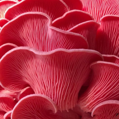 PINK OYSTER | Pleurotus Djamor – Il Fungo Eclettico s.r.l. società ...