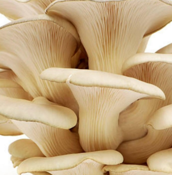 FLORIDA | Pleurotus Ostreatus var. Florida – il fungo eclettico