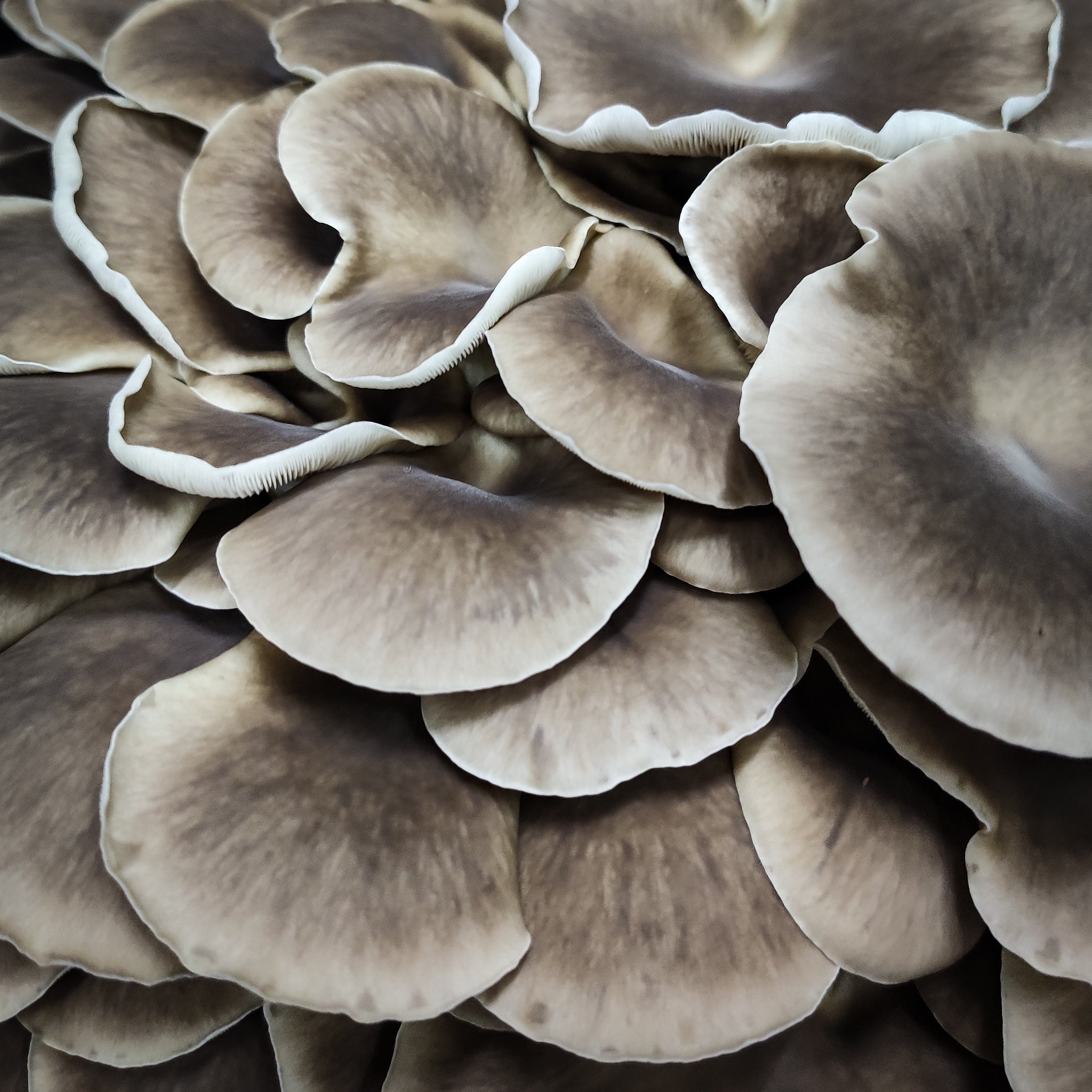 PHOENIX OYSTER | Pleurotus Pulmonarius – il fungo eclettico